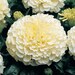 25 Moonlight Marigold Seeds - Non-gmo - Free Shipping - Heirloom Flower ...