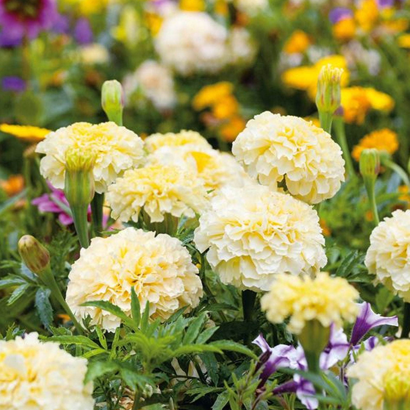 25 Moonlight Marigold Seeds - Non-gmo - Free Shipping - Heirloom Flower ...