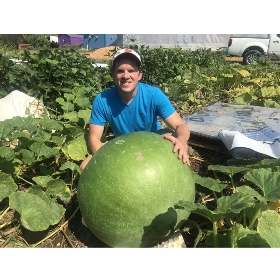 15 Giant Bushel Gourd Seeds up to 100 Pounds Non-gmo, US Seller, Free ...