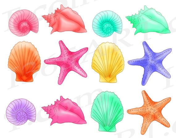Seashells Clipart