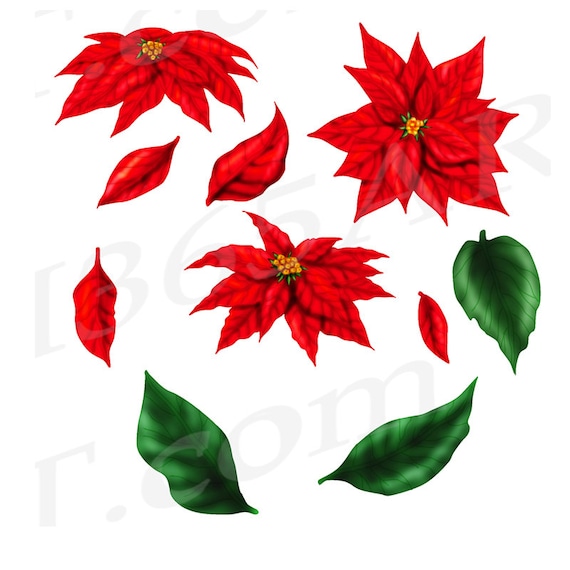 Poinsettia Clip art Clipart, Red Poinsettia, DIY, Christmas Flowers ...