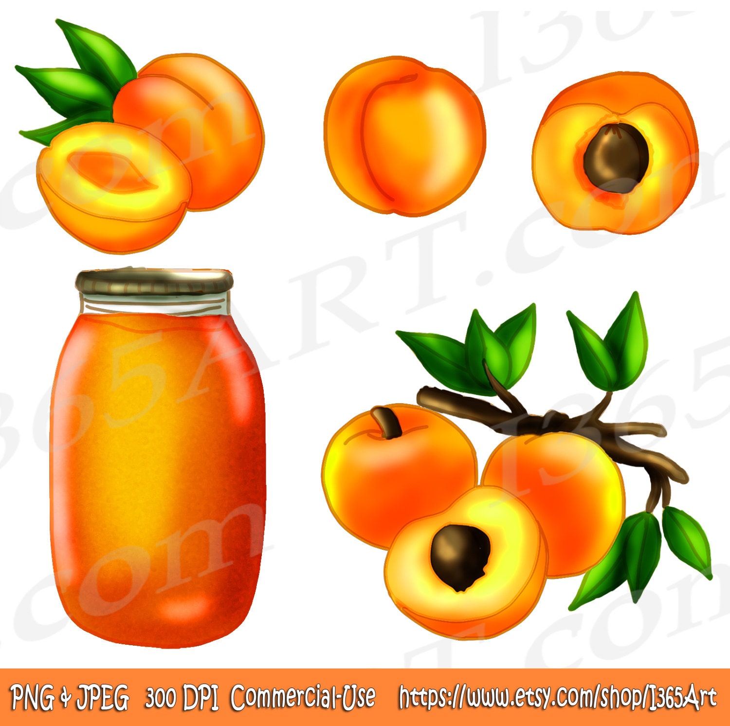 Apricot Clip Art