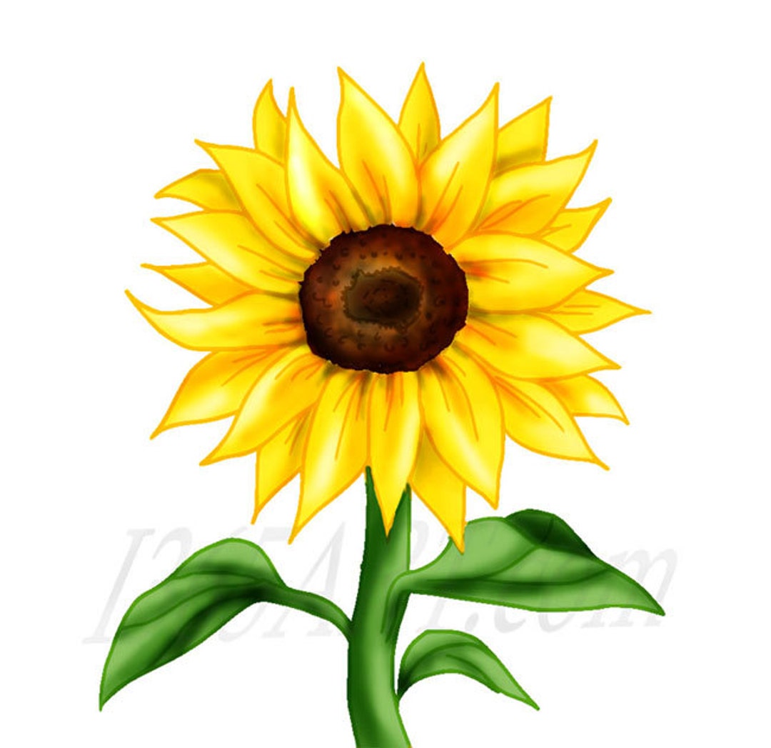 Sunflower Clip Art