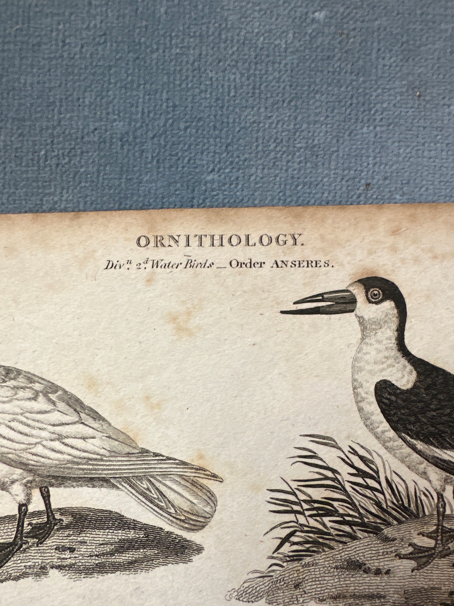 Antique Ornithology Print, Water Birds Copper Plate, 1811 - Etsy