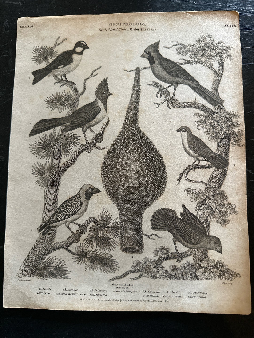 Ornithology Copper Plate Print by A. Rees From 1809. Land Birds Order ...