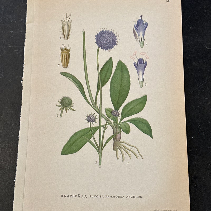 Botanical Book Plate - Etsy