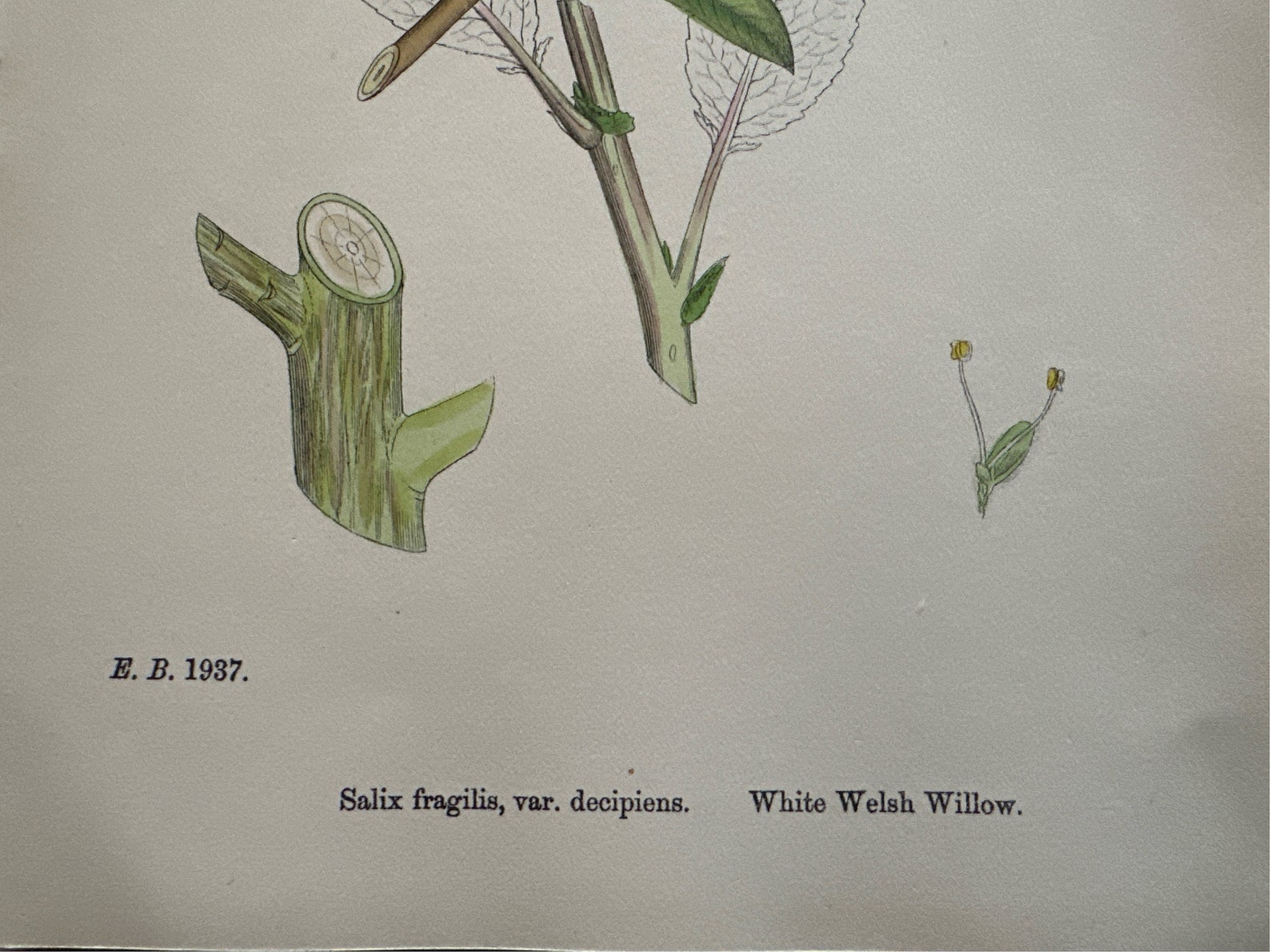 White Welsh Willow. James Sowerby 1899 Hand Colored Botanical Print - Etsy