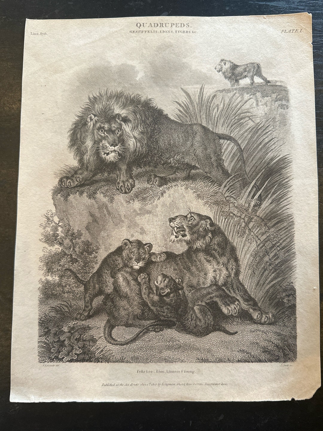 Quadrupeds Copper Plate Print by A. Rees From 1807. Lion, Lioness and ...