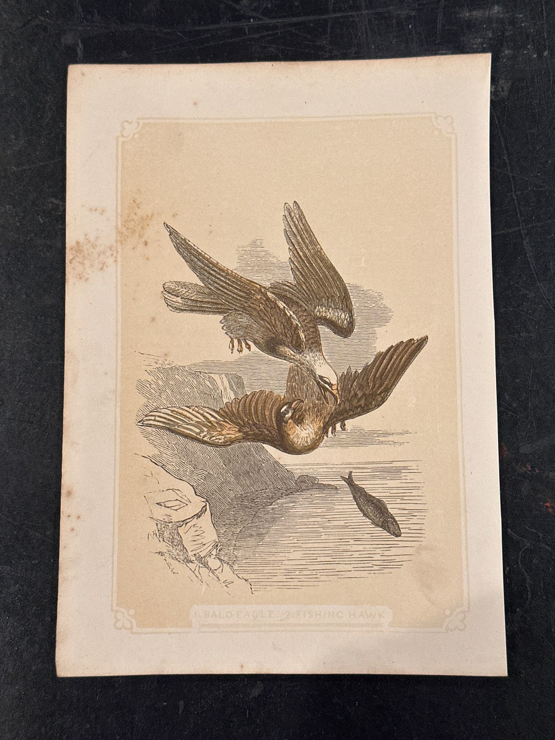 Wood Block Print of Bald Eagle and Fishing Hawk by W.I. Bicknell Circa ...