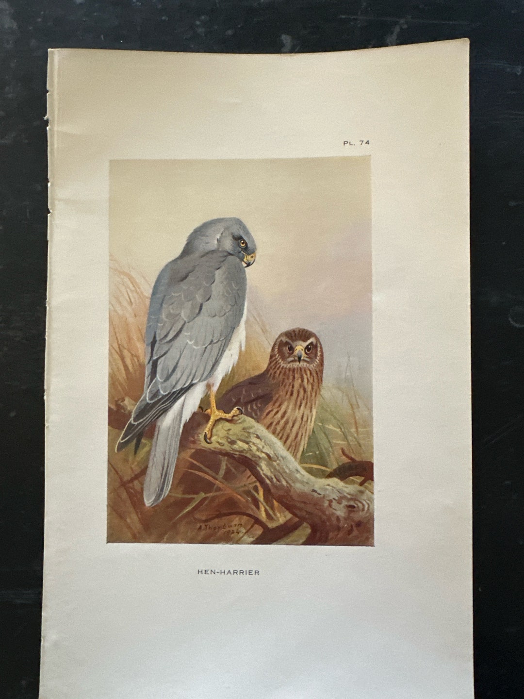 Hen Harrier 1925 Print by Archibald Thorburn. Naturalist, Scientific ...