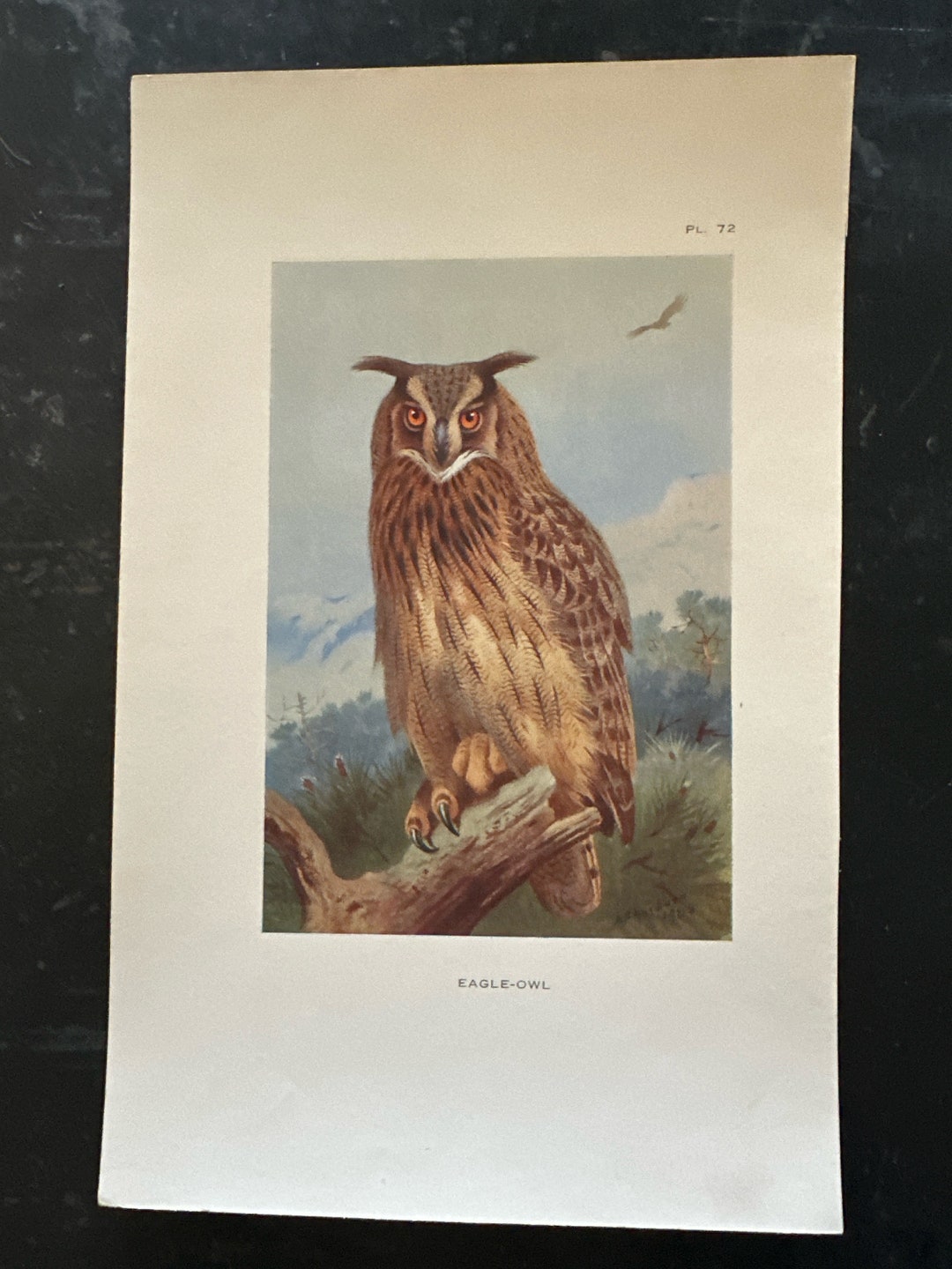 Eagle Owl 1925 Print by Archibald Thorburn. Naturalist, Scientific ...