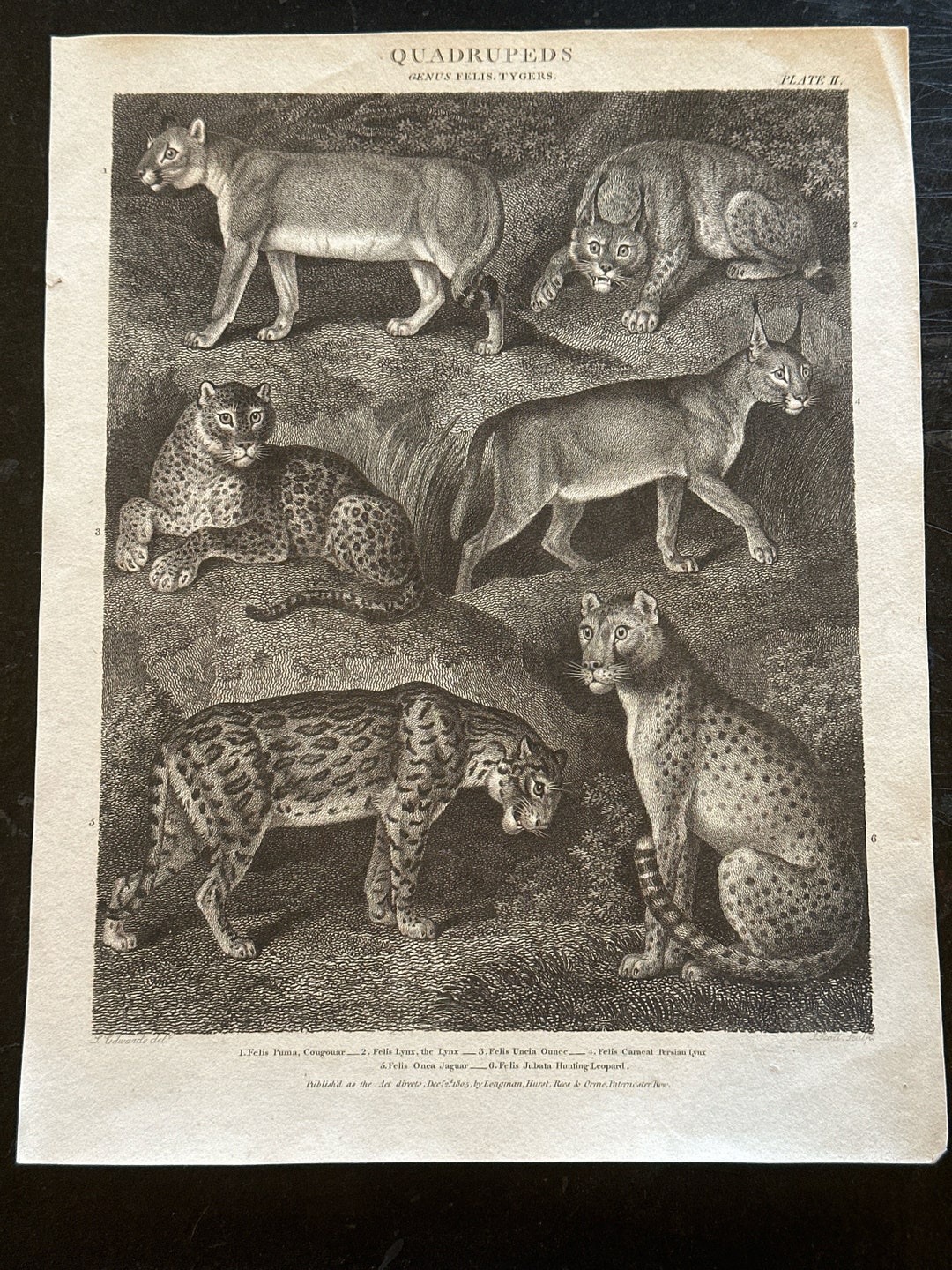 Quadrupeds Copper Plate Print by A. Rees From 1805. Cougar, Puma, Lynx ...