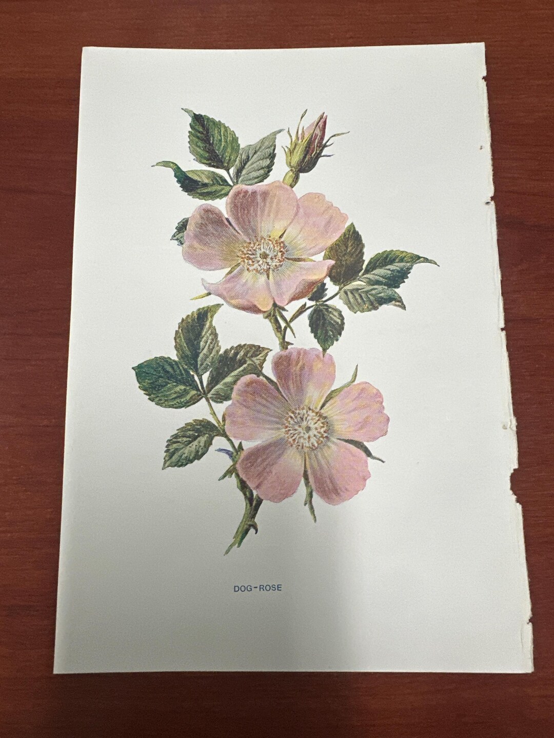 Dog Rose. Antique Botanical Lithograph by Hulme 1902. - Etsy