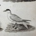 Antique Ornithology Print, Water Birds Copper Plate, 1811 - Etsy