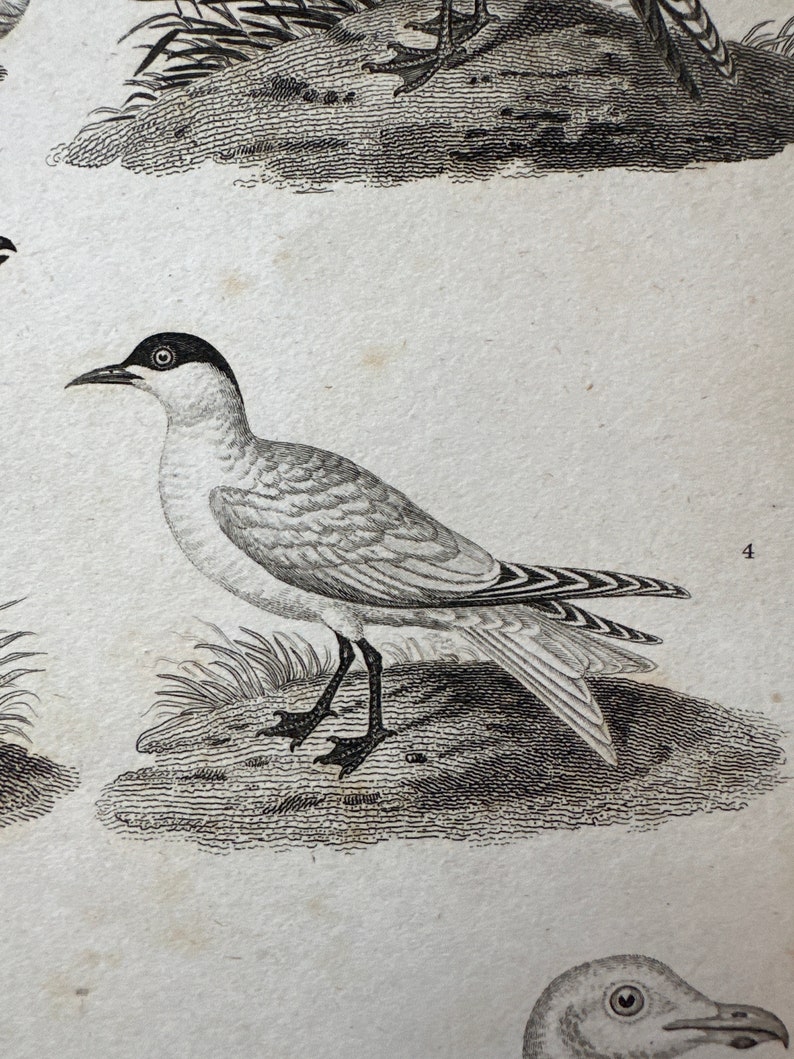 Antique Ornithology Print, Water Birds Copper Plate, 1811 - Etsy