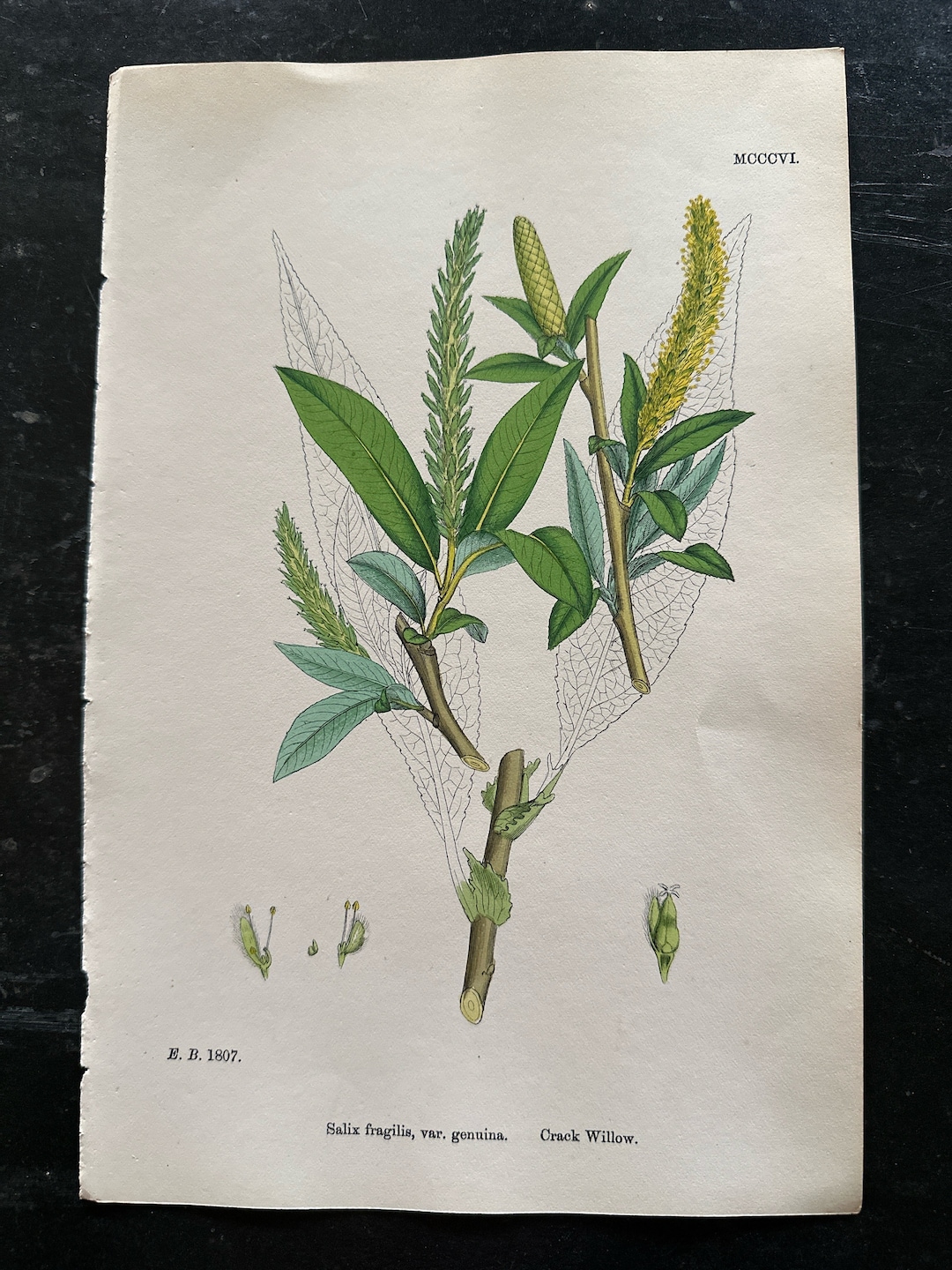 Crack Willow. James Sowerby 1899 Hand Colored Botanical Print - Etsy