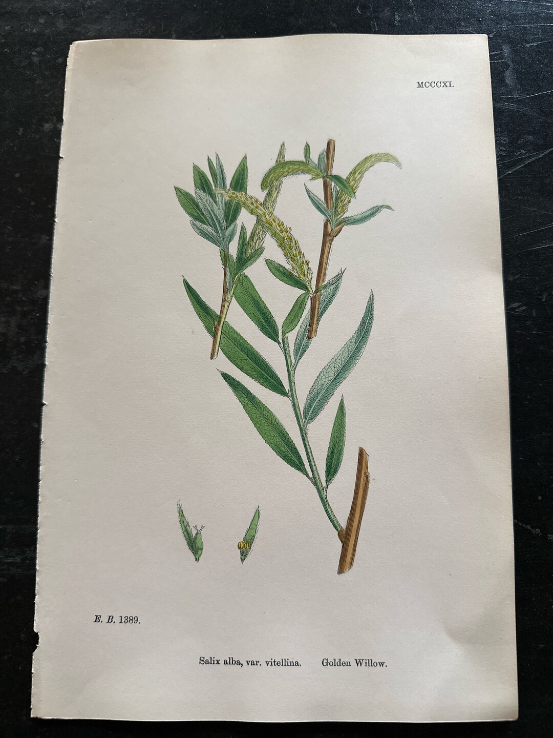Golden Willow. James Sowerby 1899 Hand Colored Botanical Print - Etsy