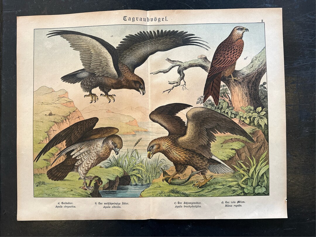 Eagles Folio Bird Print by Dr. Gotthilf Heinrich Von Schubert Published ...
