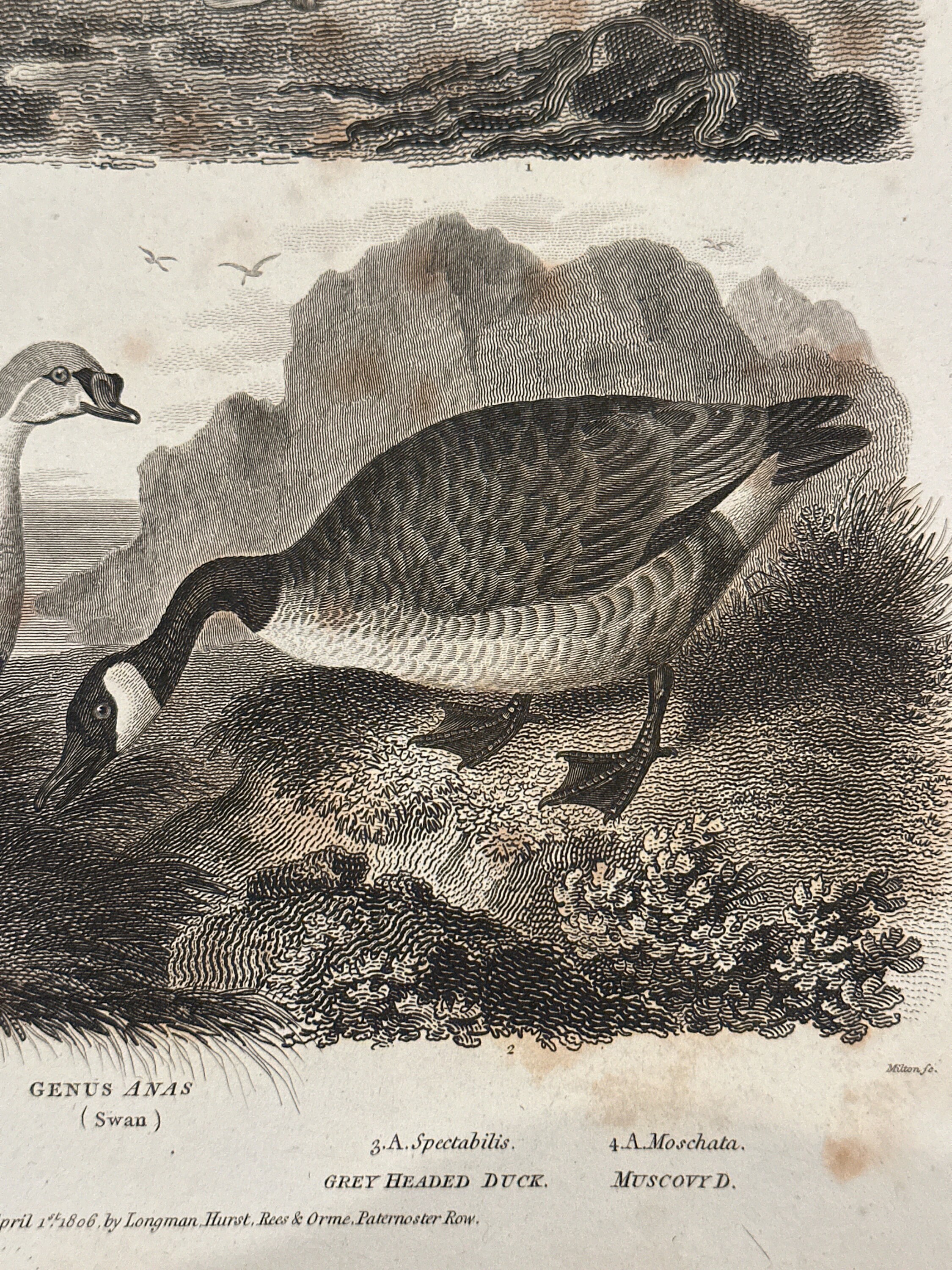 Ornithology Copper Plate Print by A. Rees From 1811. Water Birds Order ...