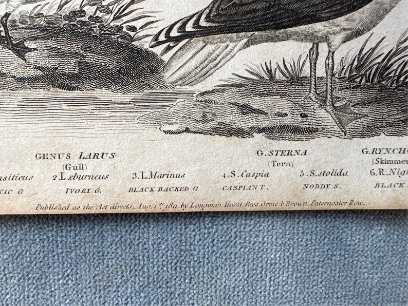 Antique Ornithology Print, Water Birds Copper Plate, 1811 - Etsy