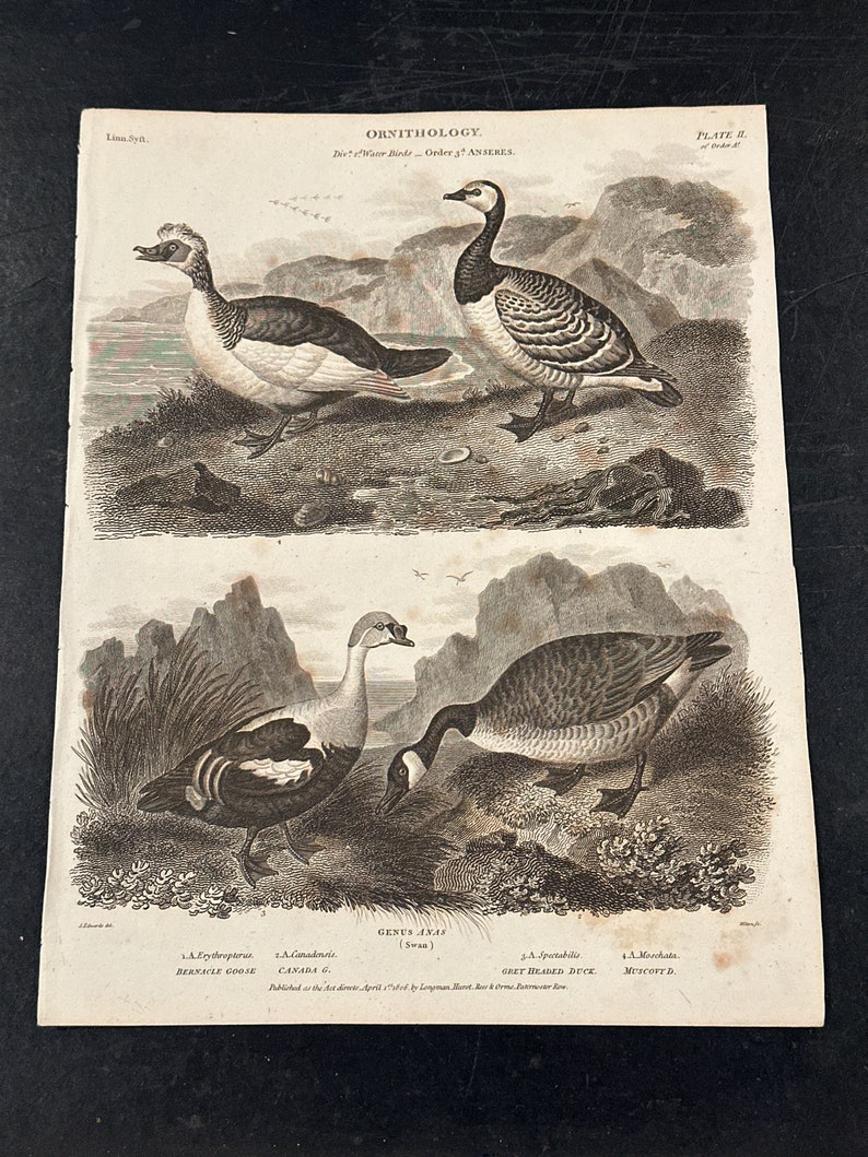 Ornithology Copper Plate Print by A. Rees From 1811. Water Birds Order ...