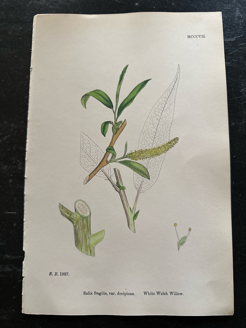 White Welsh Willow. James Sowerby 1899 Hand Colored Botanical Print - Etsy