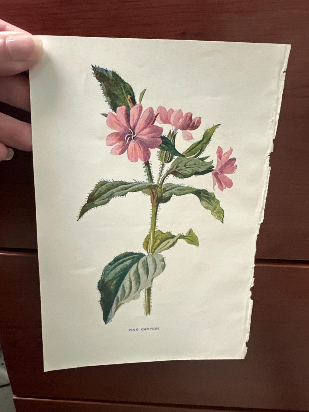 Pink Campion. Antique Botanical Lithograph by Hulme 1902. - Etsy