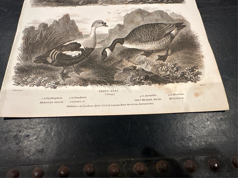 Ornithology Copper Plate Print by A. Rees From 1811. Water Birds Order ...