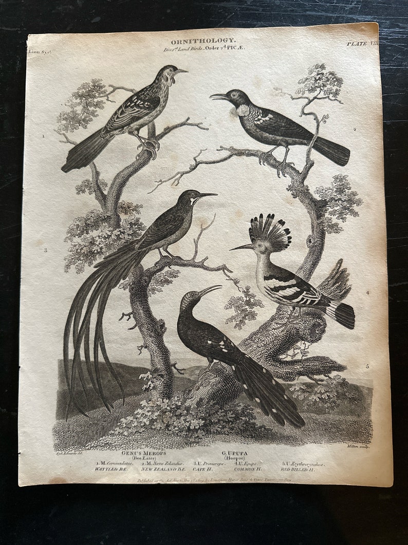 Ornithology Copper Plate Print by A. Rees From 1809. Land Birds Genus ...