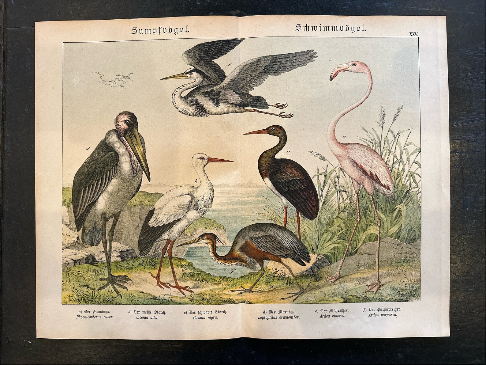 Antique Bird Print, Flamingo, Heron, Stork, 1886 Zoology Illustration ...