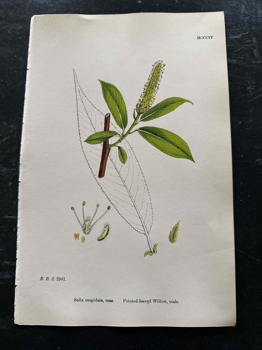 Pointed-leaved Willow, Male. James Sowerby 1899 Hand Colored Botanical ...