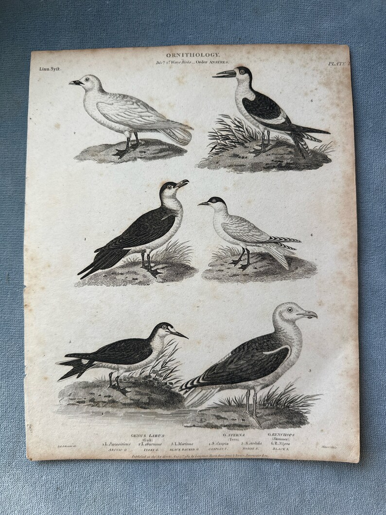 Antique Ornithology Print, Water Birds Copper Plate, 1811 - Etsy