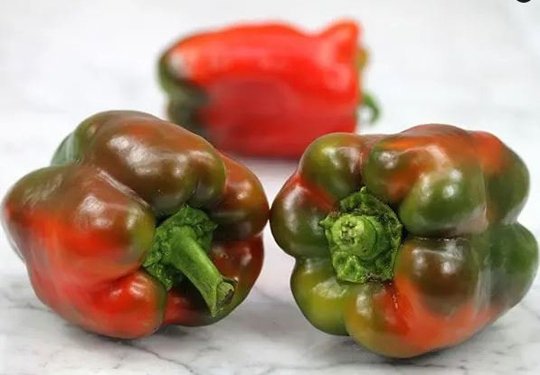 King of the North sweet Bell Pepper Heirloom Live Plant 2.5 Pots - Etsy