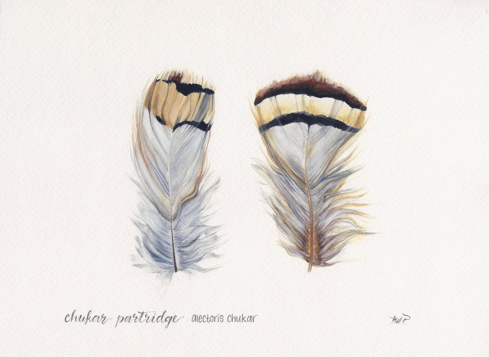 Chukar Partridge Feathers Archival Print of My Original Watercolor ...
