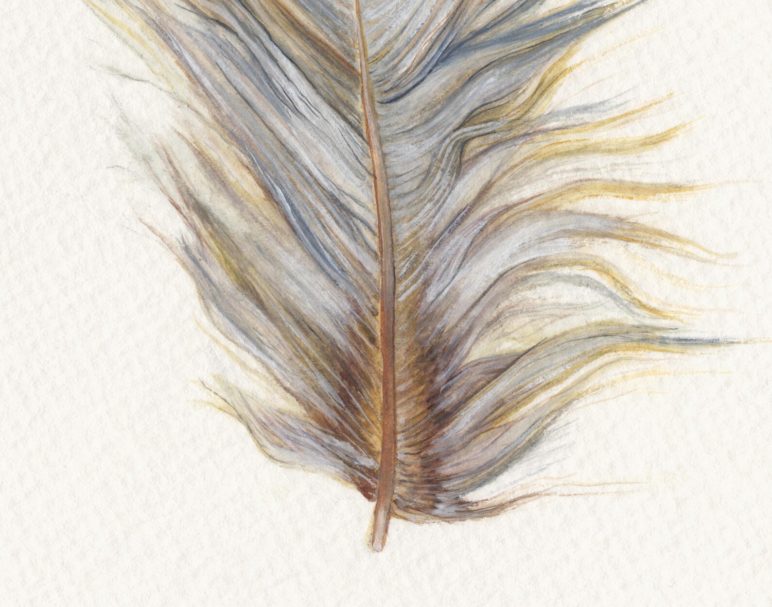 Chukar Partridge Feathers Archival Print of My Original Watercolor ...