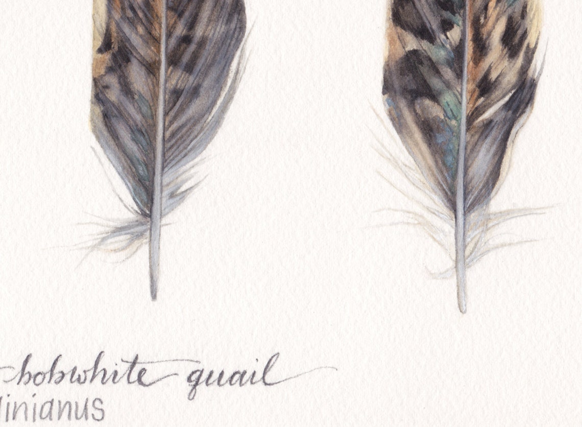 Northern Bobwhite Quail Feathers Archival Print of My - Etsy