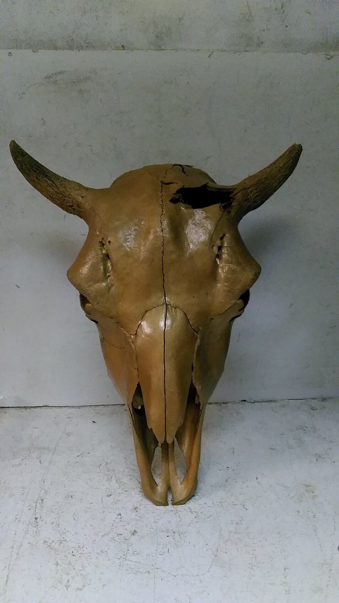 Genuine Cow Skull - Etsy