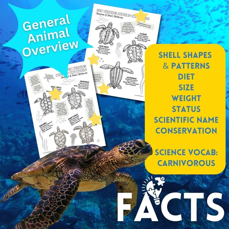 Sea Turtles Around the World - Coloring and Fact Sheets - Etsy