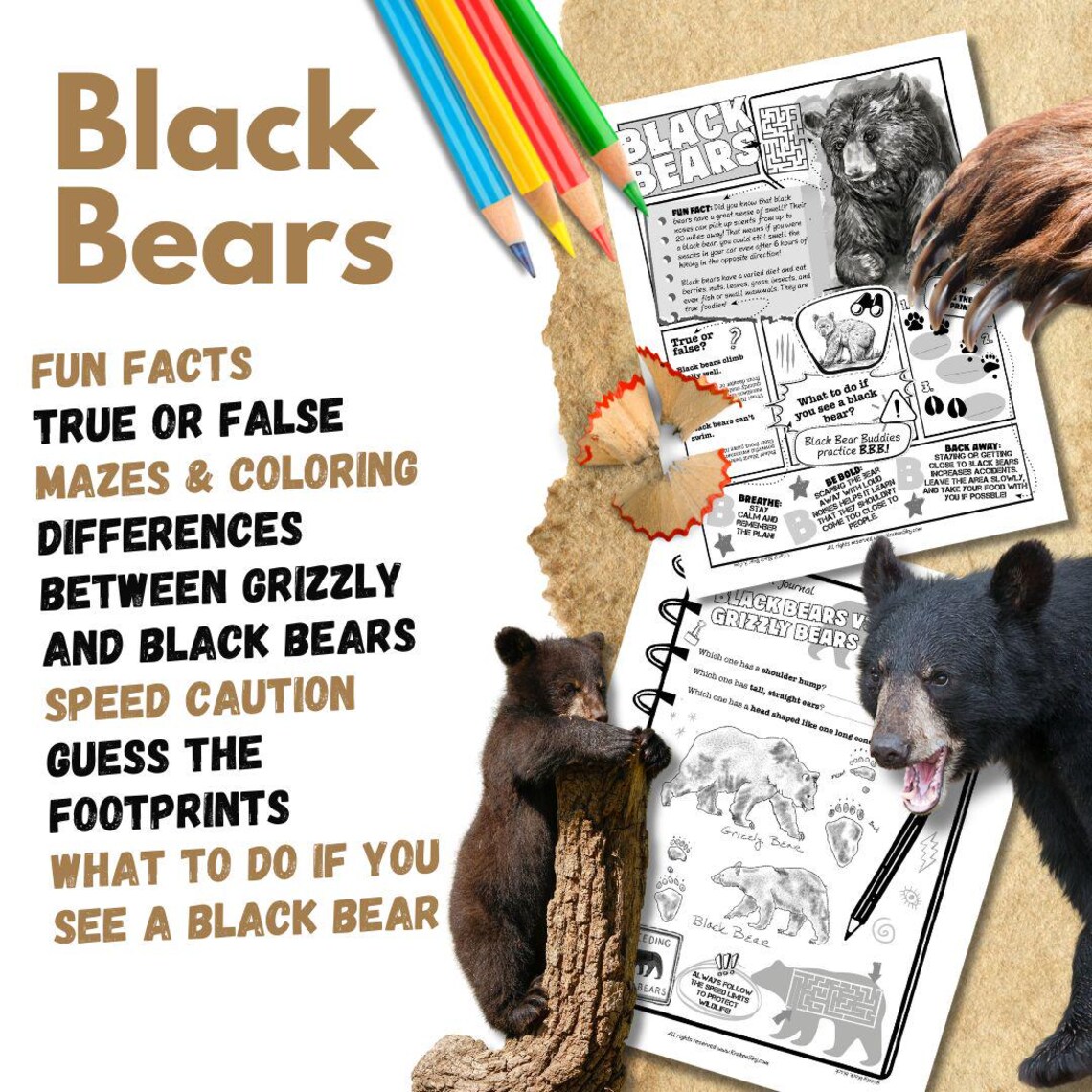 Black Bears - Facts, Activities, Safety Info - Etsy