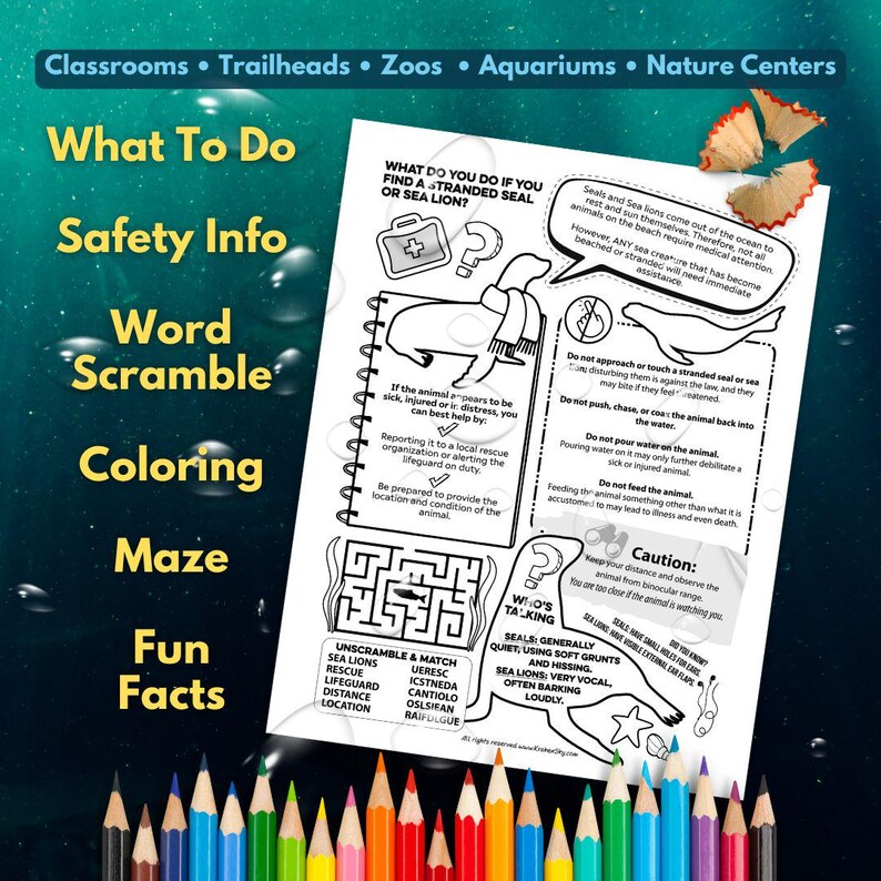Stranded Seal or Sea Lion - Fun Safety + Info Handout - Etsy