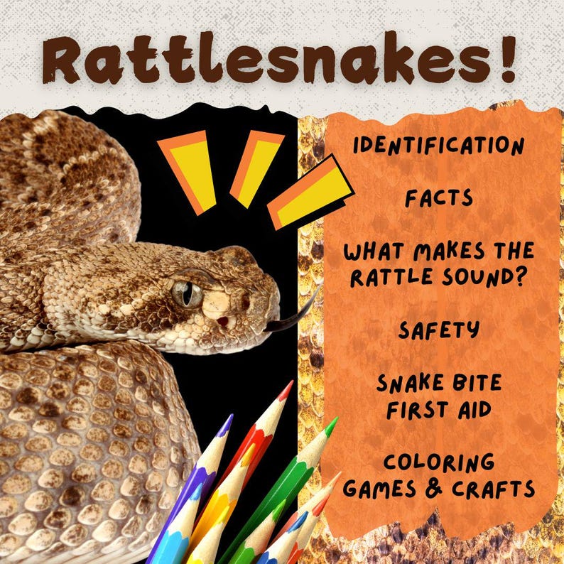 Rattlesnakes - Identification + Safety + First Aid + Fun Facts + Crafts ...