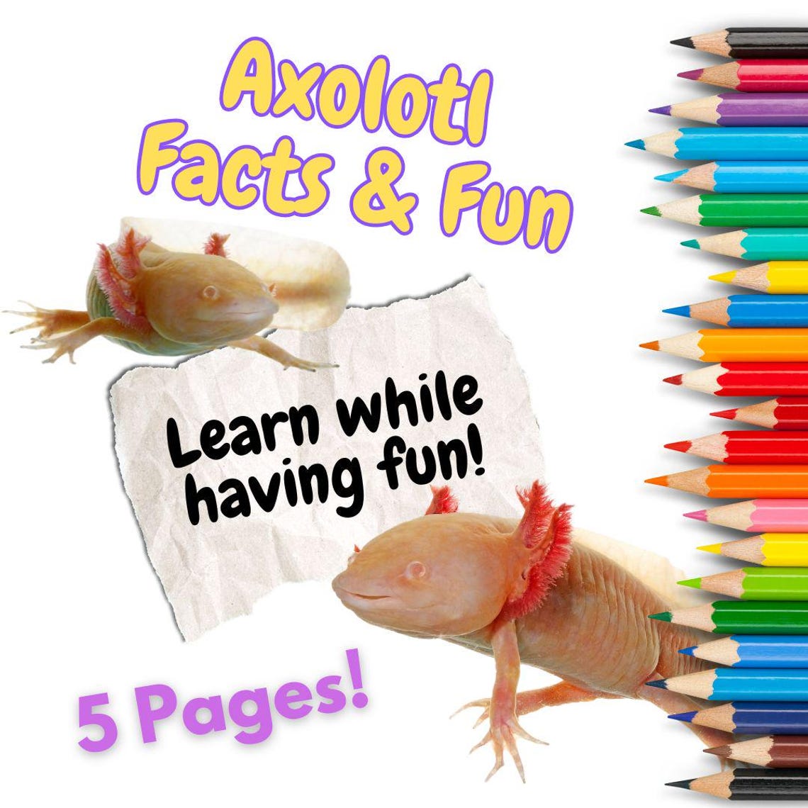Wild & Captive Axolotl Facts + Fun - FIVE Activity Sheets - Zero Prep ...