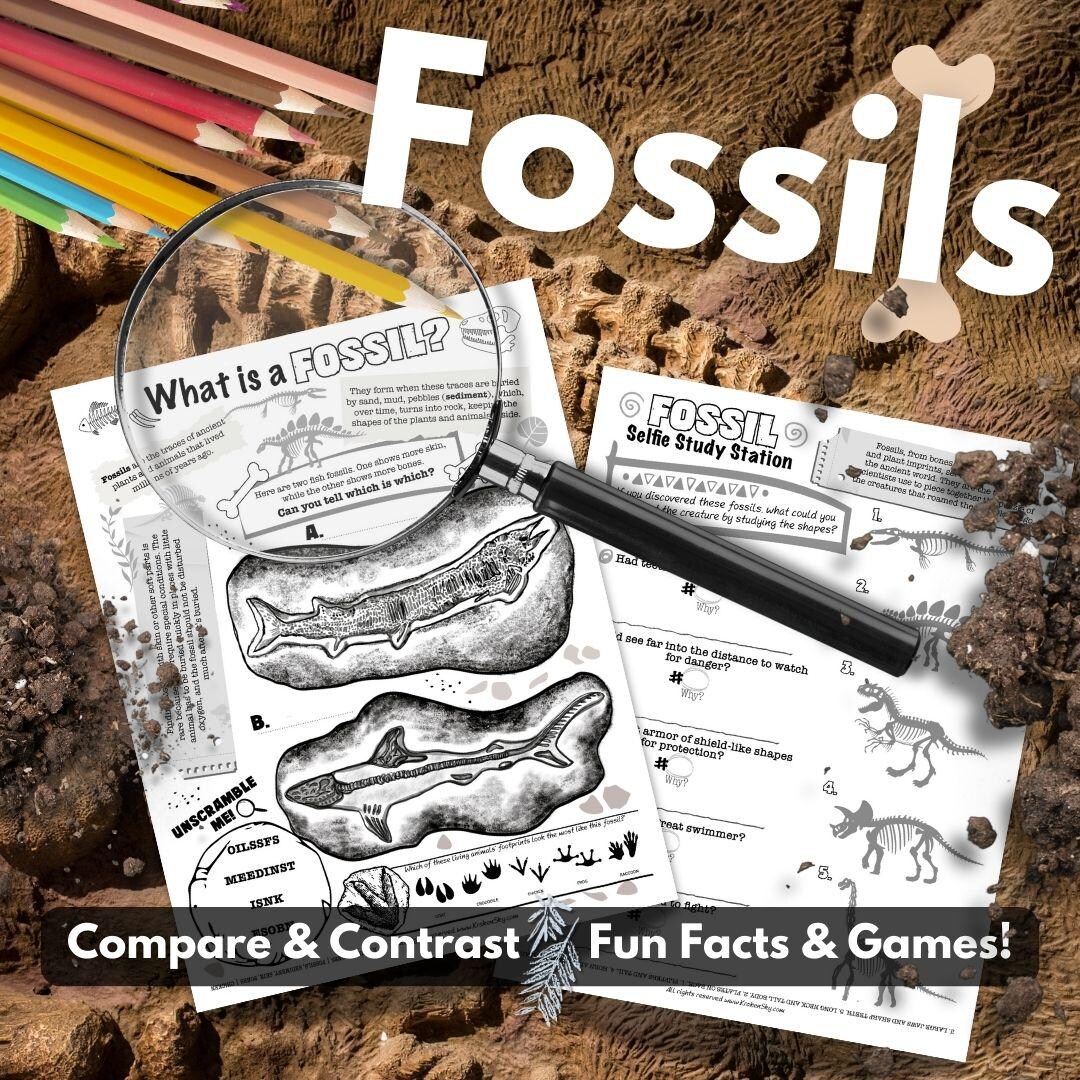 Fossils - Basic Info + Deduction + Games & Coloring - Etsy