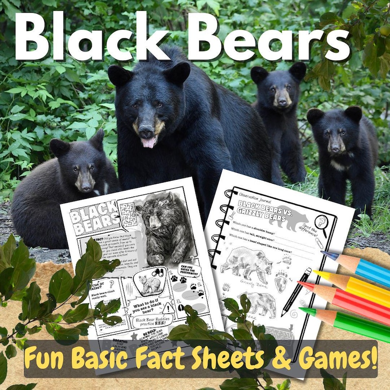 Black Bears - Facts, Activities, Safety Info - Etsy