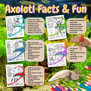 Wild & Captive Axolotl Facts + Fun - FIVE Activity Sheets - Zero Prep ...