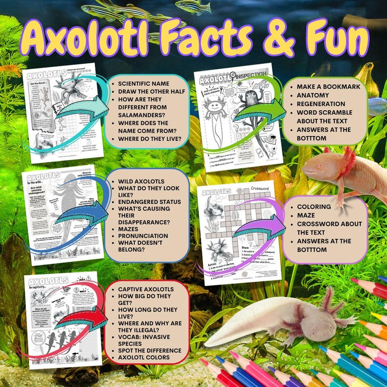 Wild & Captive Axolotl Facts + Fun - FIVE Activity Sheets - Zero Prep ...