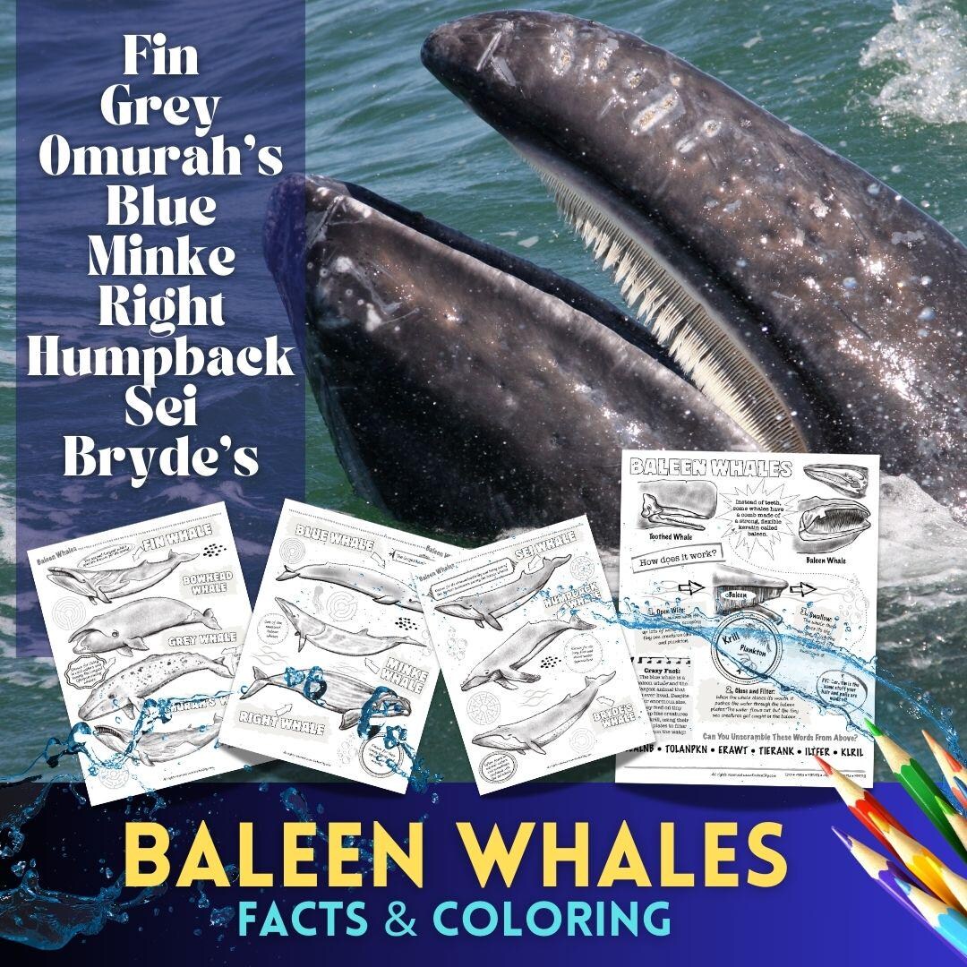 Baleen Whales Intro Fun Facts Illustrations Games - Etsy