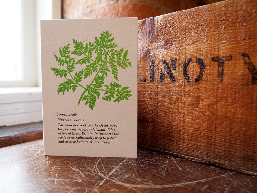 Sweet Cicely Herb Letterpress Card for a Gardener, Cook, Birthday, Just ...