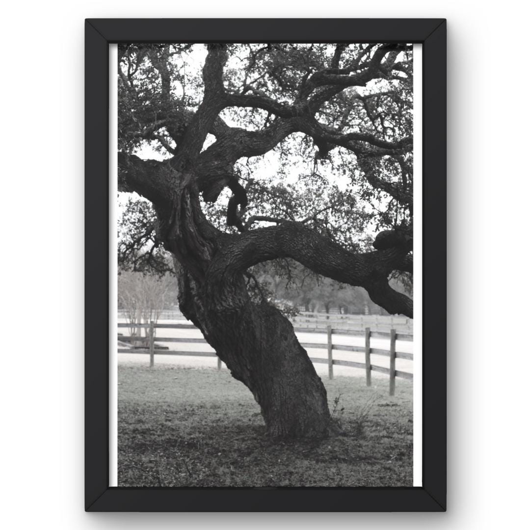 Live Oak Tree Fine Art Photograph Nature Photo Photography Texas Photo ...