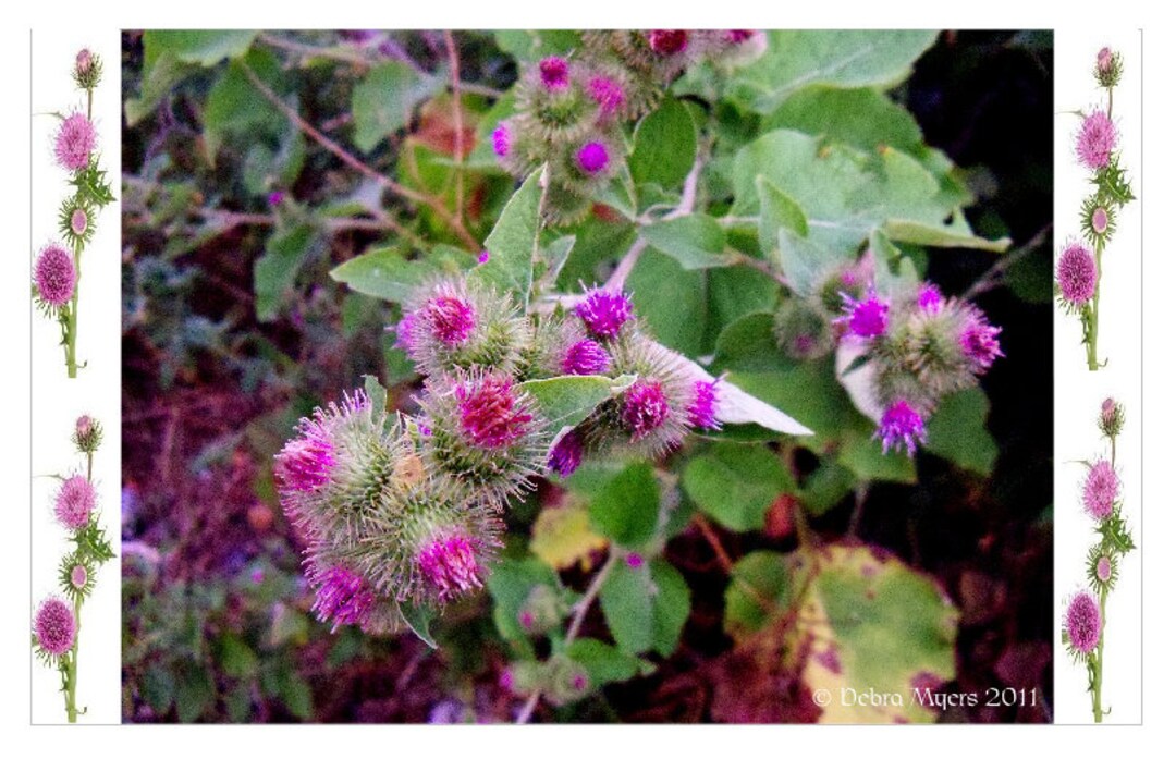 Thistle Note Card - Etsy